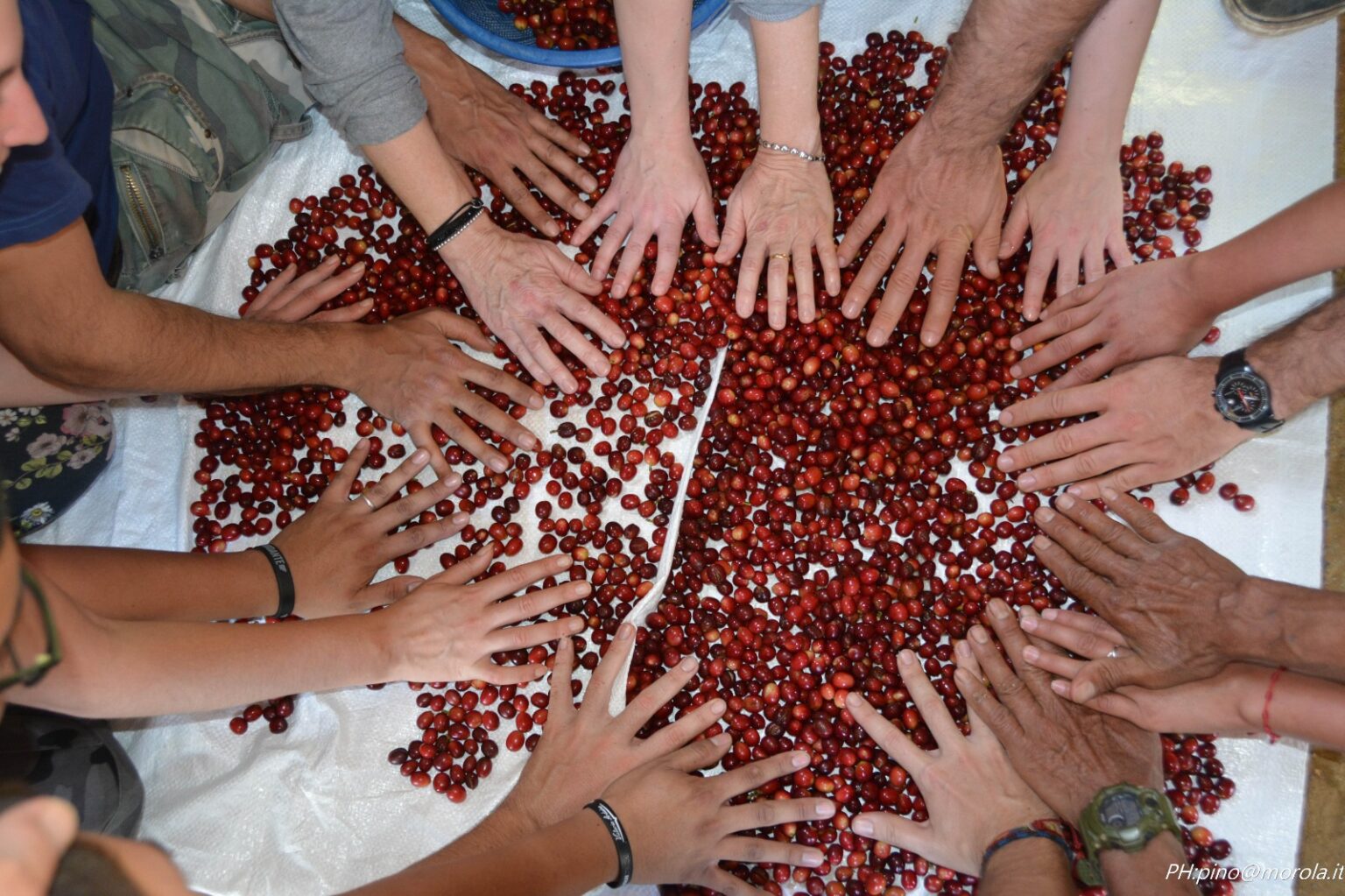 L'esperto ci racconta le 10 curiosità legate al caffè - Michele Sergio ...